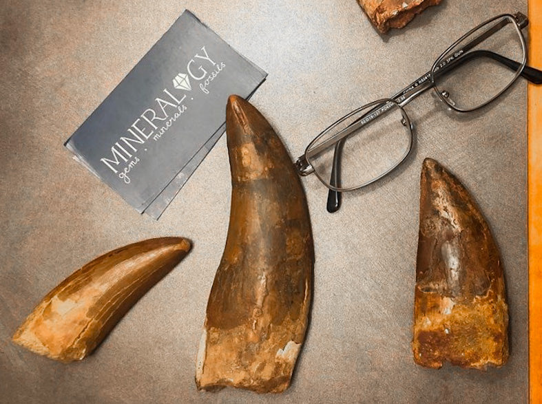 Dinosaur Teeth – Mineralogy