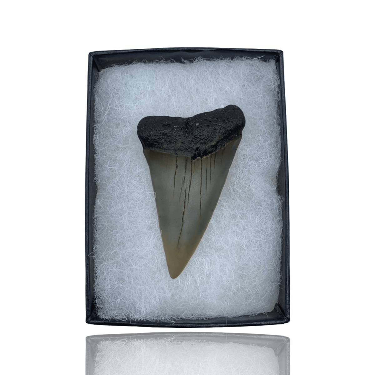 Broad-Tooth Mako Shark Tooth in Display Box - North Carolina Coast ...