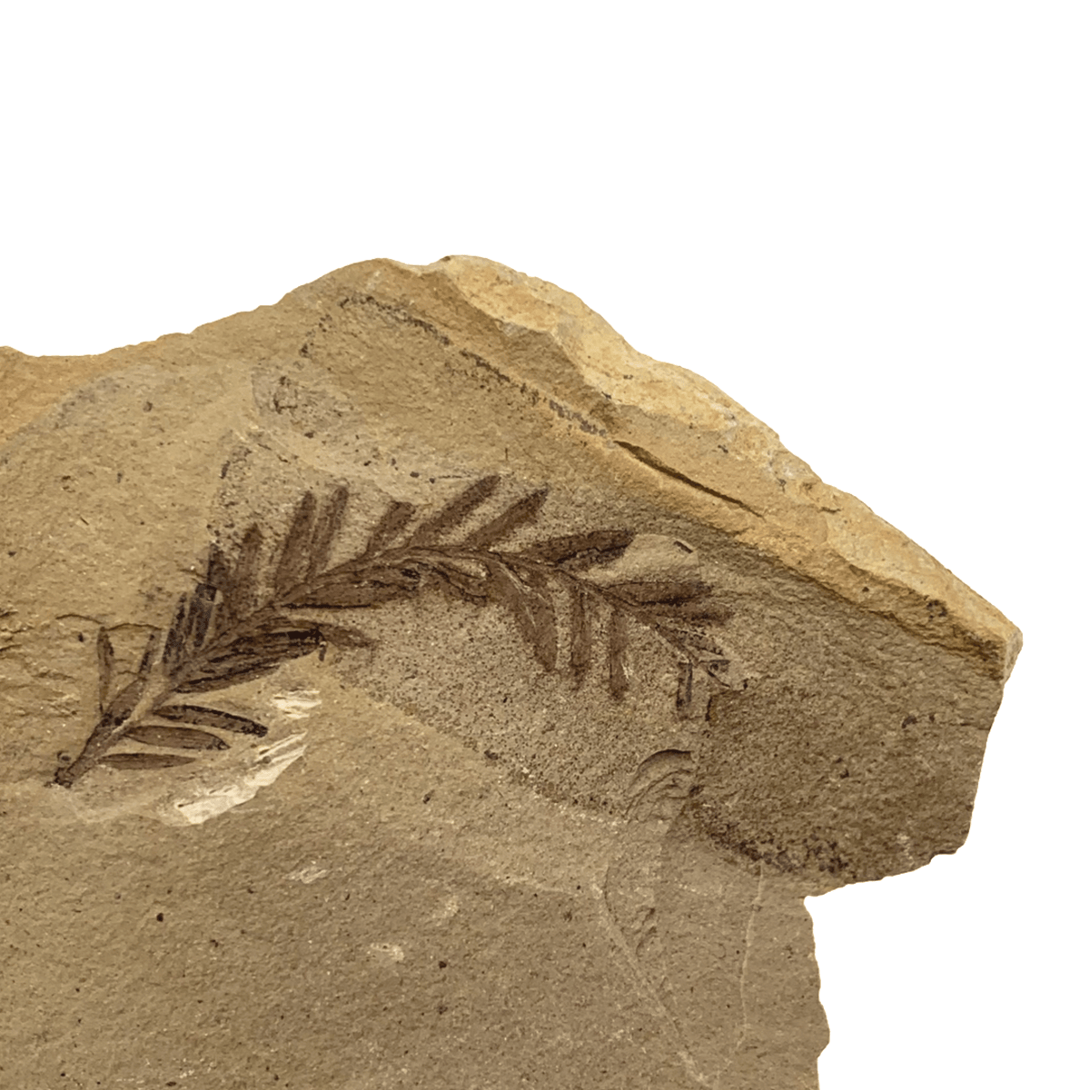 Dawn Redwood (Metasequoia sp.) - Oregon – Mineralogy