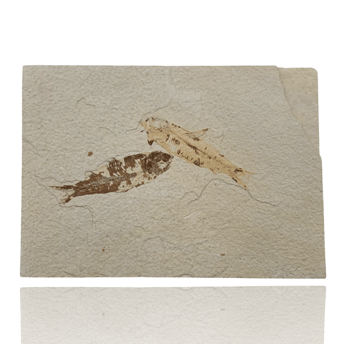 Double Fossil Fish (Knightia sp.) - Green River Formation – Mineralogy