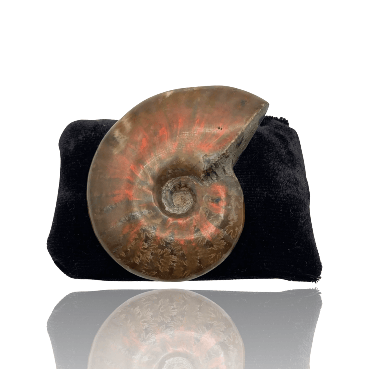 Red Iridescent Ammonite - Madagascar – Mineralogy