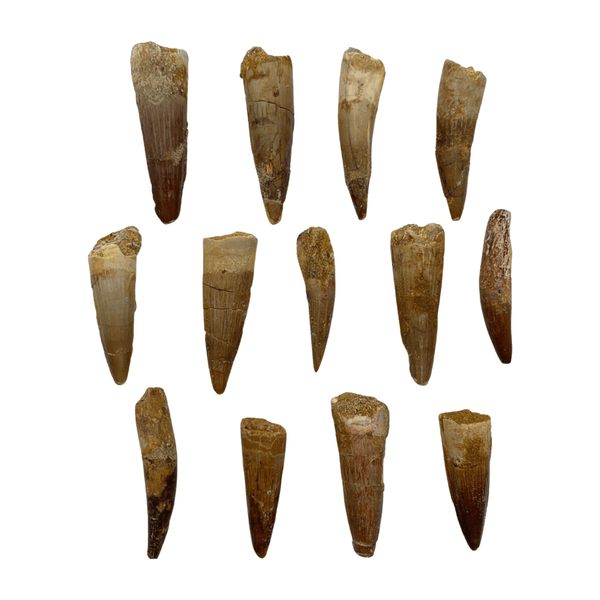 Small Spinosaurus Teeth - Morocco – Mineralogy